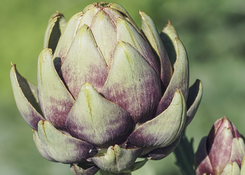 Il carciofo, l'ingrediente essenziale per il benessere intestinale del ...